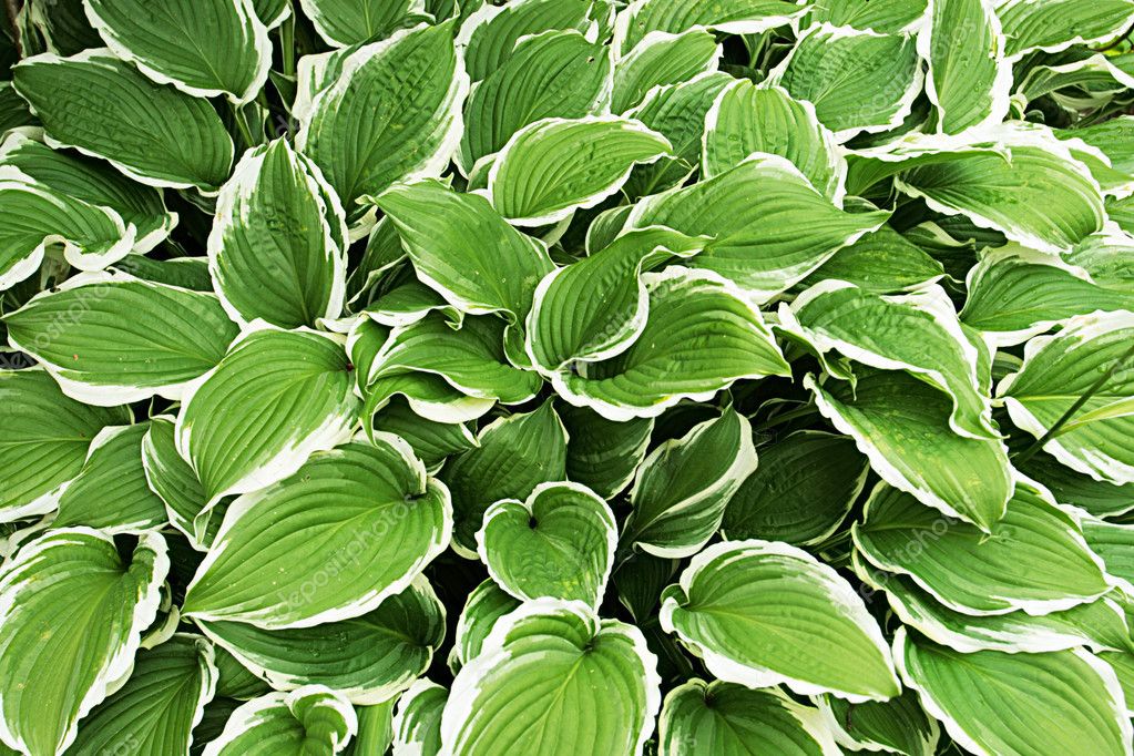 Hosta Silver Crown — Stock Photo © igorr1 #2260873