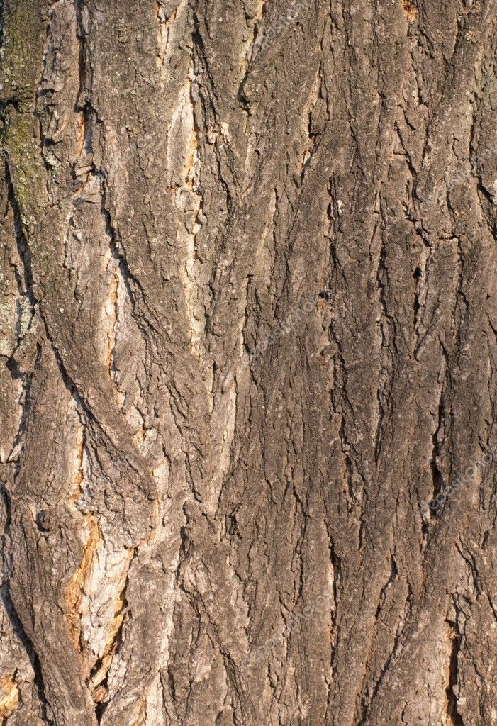 Oak tree bark pattern — Stock Photo © xdrew73 #2395574