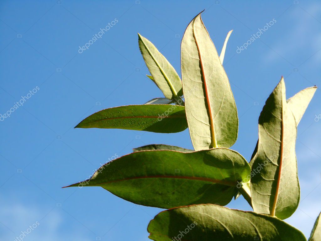 Eucalyptus - Silver Drop — Stock Photo © brozova #2455963