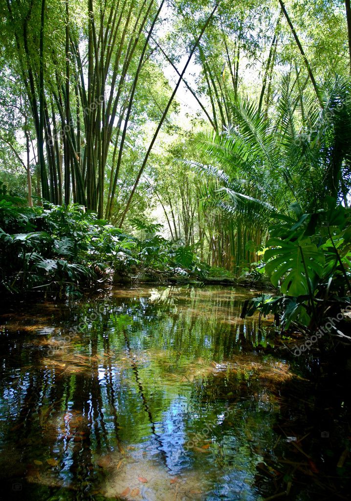 Jungle Scenery — Stock Photo © marimar8989 #2198857