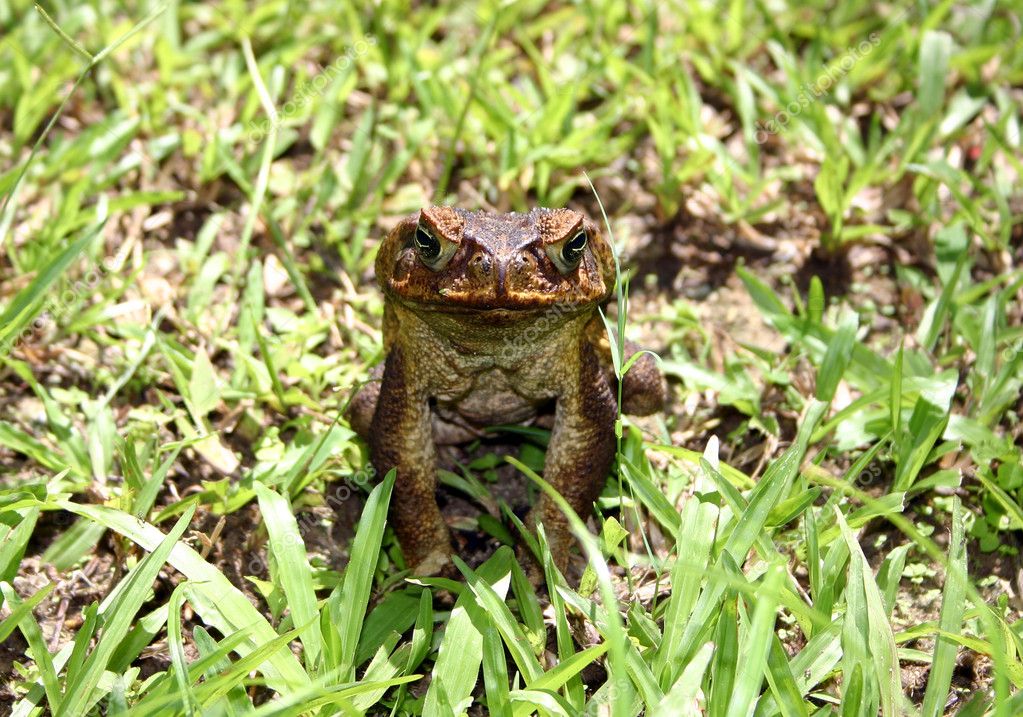 Cane toad Stock Photo by ©rixipix 2485571