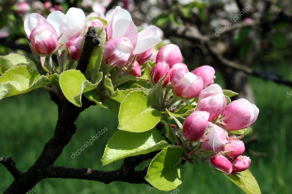 Flowering apple tree — Stock Photo © nobora #2337112