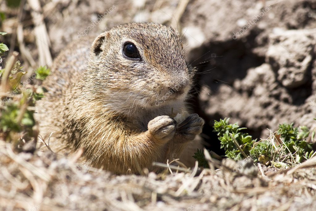 Spermophilus citellus Stock Photo by ©Milous 2390027