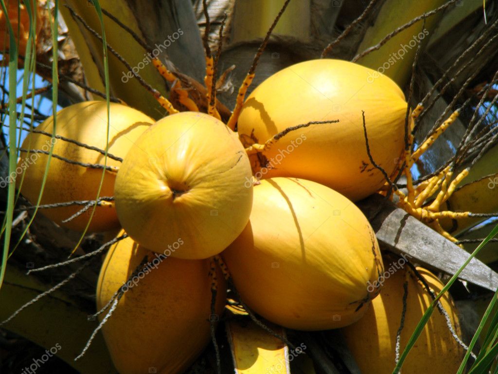Ripe coconuts — Stock Photo © shatalkin #2499248 Ripe coconuts — Stock Photo © shatalkin #2499248