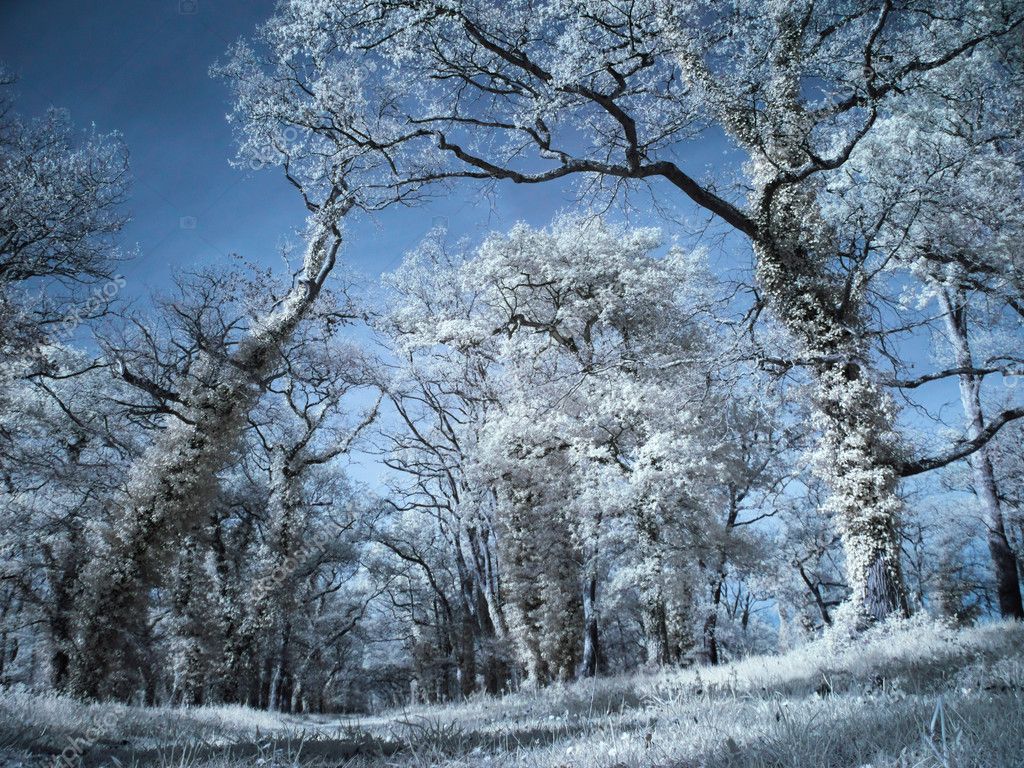 Infrared forest Stock Photo by ©ldambies 2464104