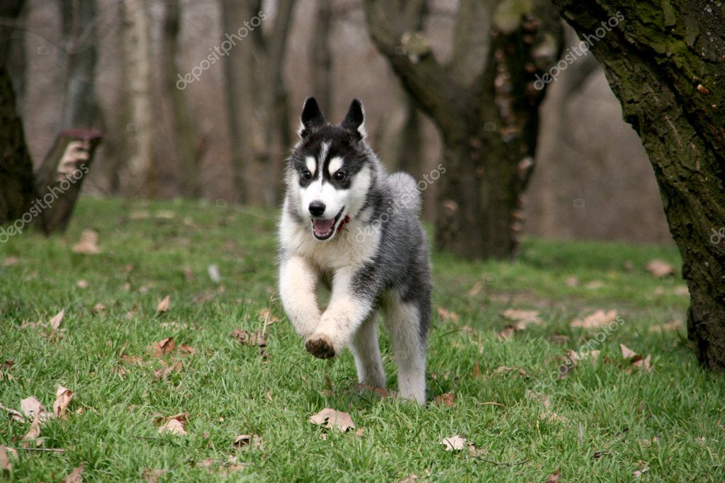 Siberian husky running on a grass — Stock Photo © sbolotova #2308698