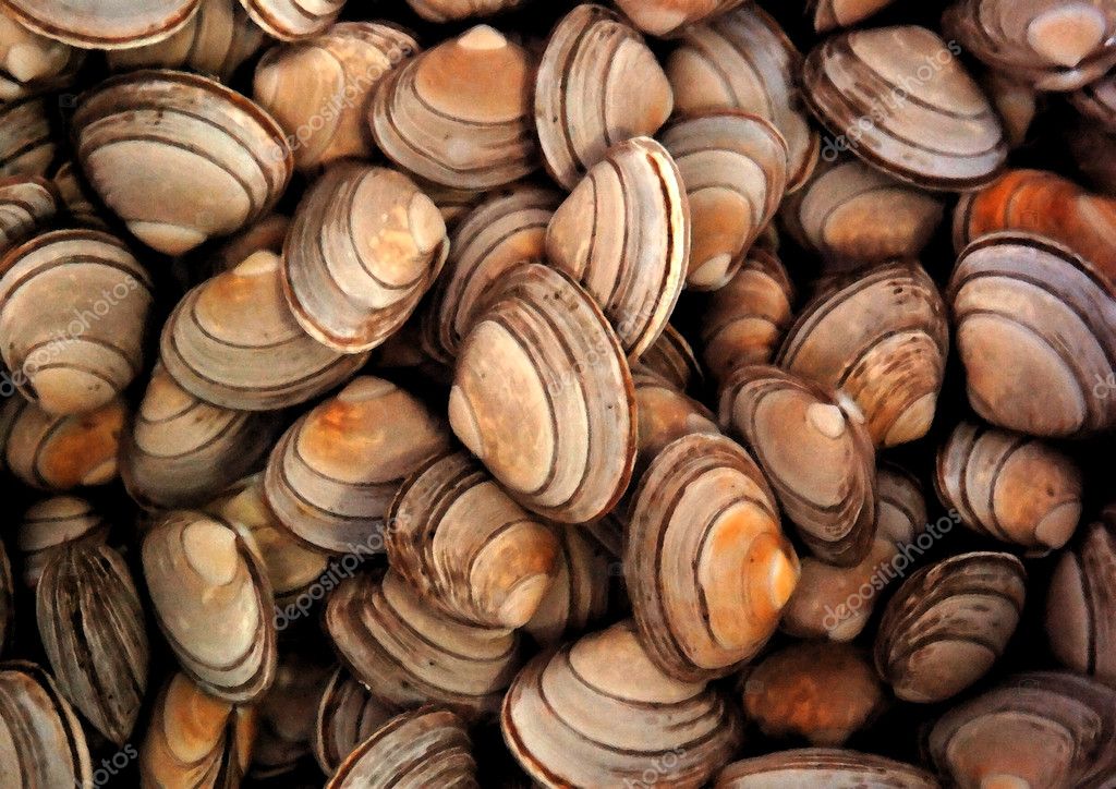 Clams — Stock Photo © hospitalera #2553301