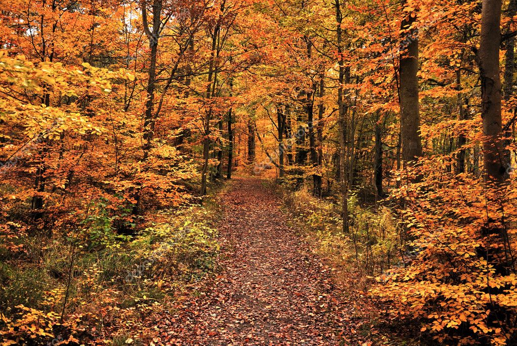 höst i skogen — Stockfotografi © peter77 #2219705