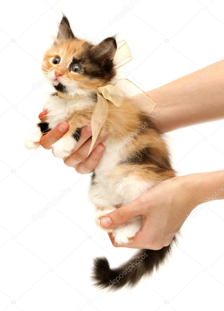 Kitten tied in a bow in hand — Stock Photo © Speedskater #2310347
