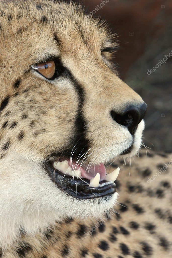 Cheetah Big Cat — Stock Photo © fouroaks #2321179