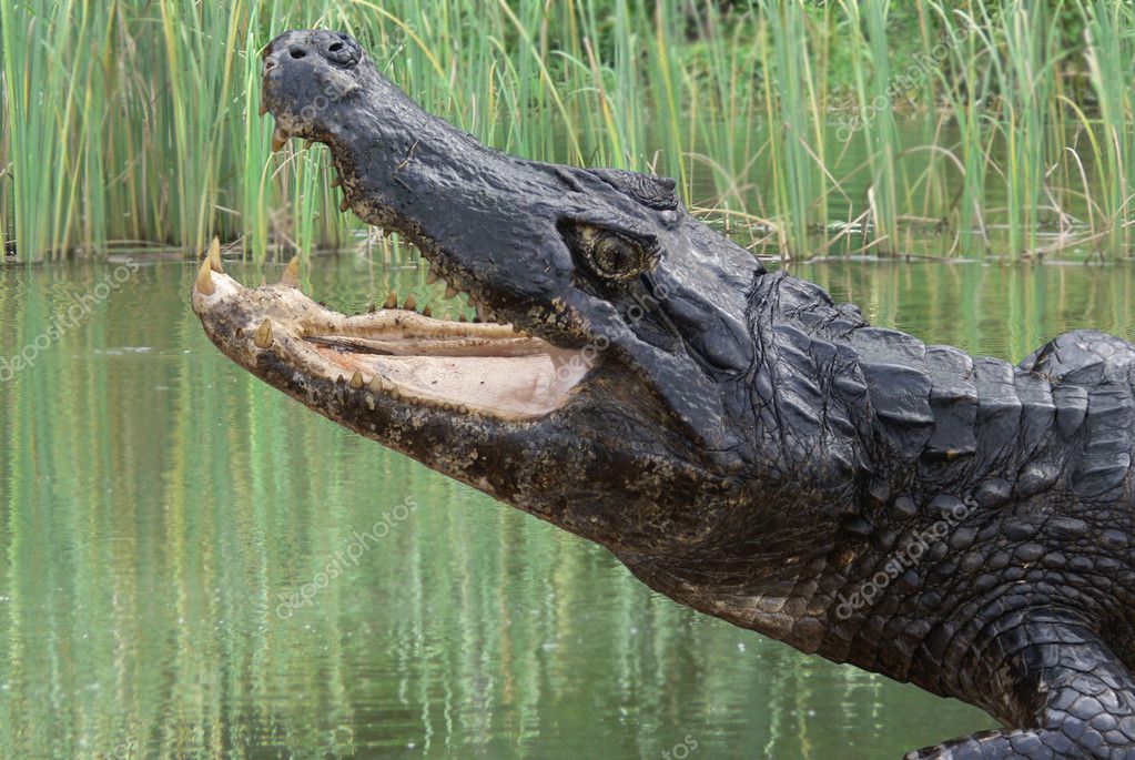 Snapping Alligator — Stock Photo © ajancso #2273147