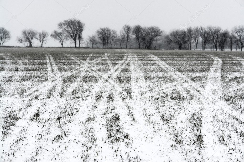 Snow falling on the farm Stock Photo by ©georgeburba 2279516
