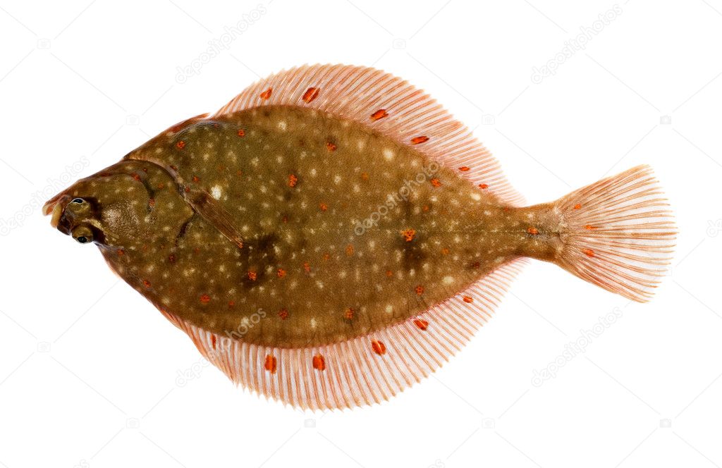 Plaice Fish Isolated — Stock Photo © alidphotos #2272001