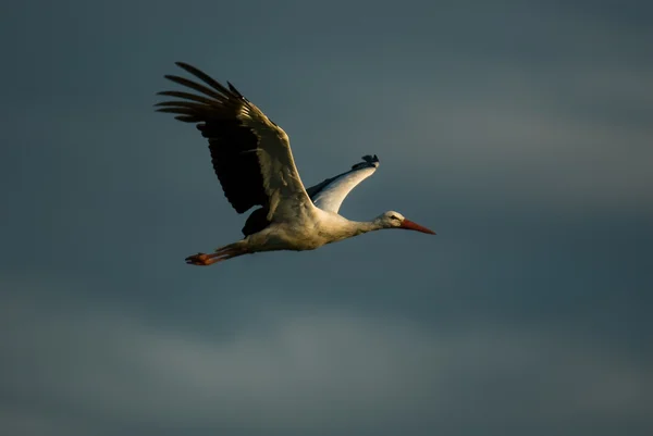 6,820 Flying stork Stock Photos | Free & Royalty-free Flying stork ...