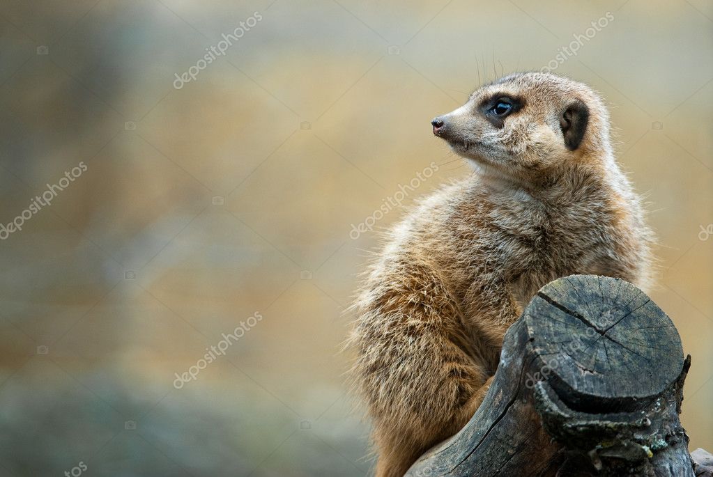 Suricate Stock Photo by ©peterwey 2350685