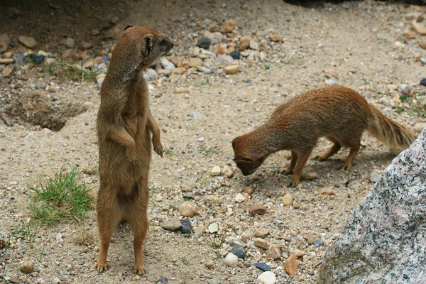 Angry weasels Stock Photos, Royalty Free Angry weasels Images ...