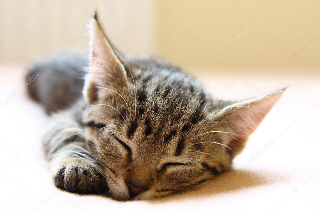 Süße Katze — Stockfoto #2416427