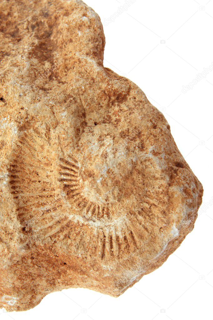 Fossilized ammonite spiral Stock Photo by ©tombaky 2531213