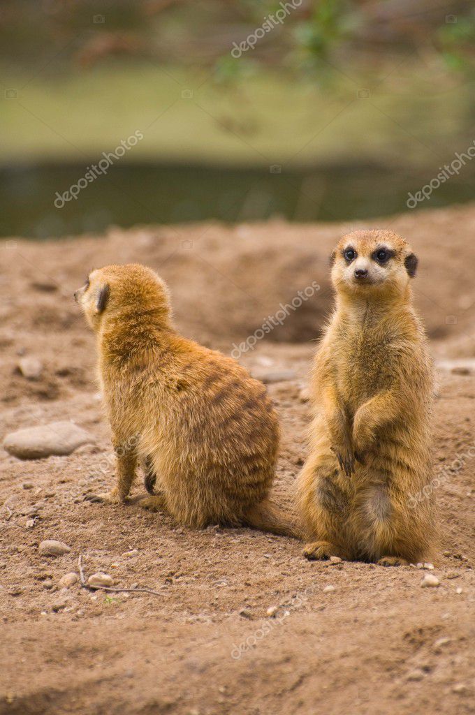 Meerkats — Stock Photo © dennissteen #2458512