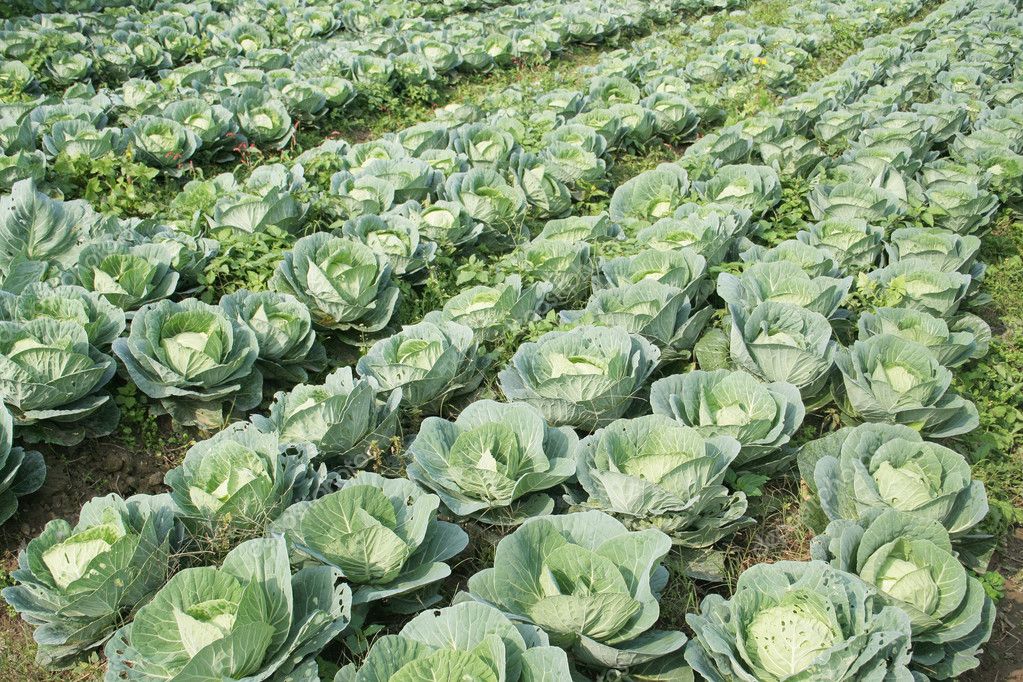 Cabbage field — Stock Photo © goldliu #2295468 Cabbage field — Stock Photo © goldliu #2295468