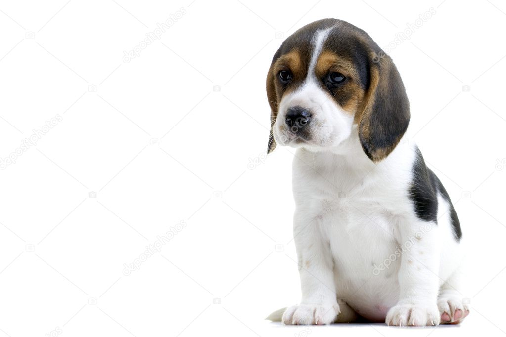 Cachorro Beagle Blanco
