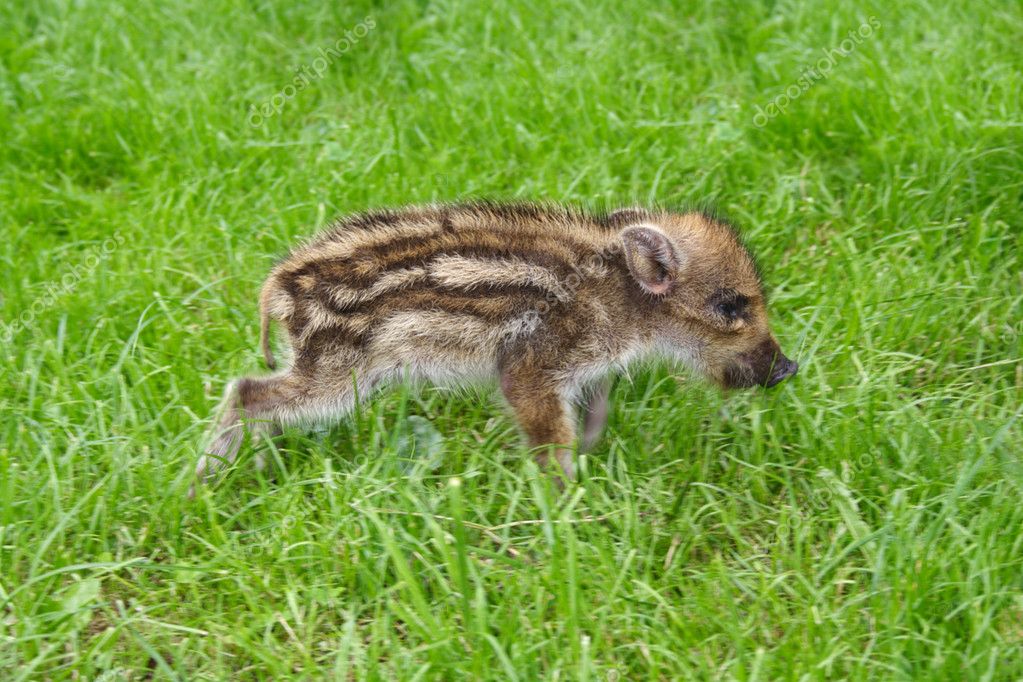 mladé prase divoké prase — Stock Fotografie © mancia #2324642