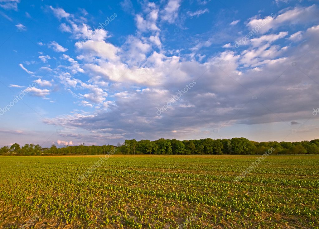 Agriculture farm landscape — Stock Photo © karinclaus #2373879