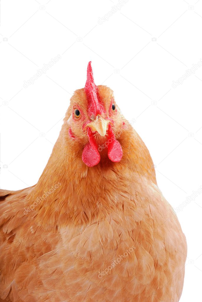 Chicken — Stock Photo © Liufuyu #2377144