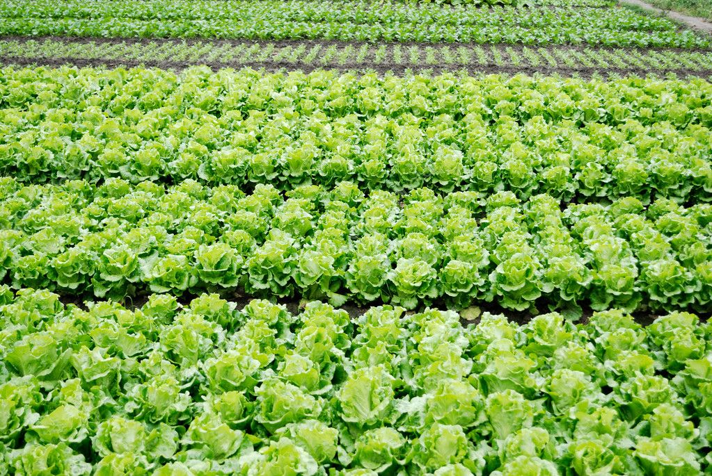 The fields of vegetables Stock Photo by ©Liufuyu 2401037