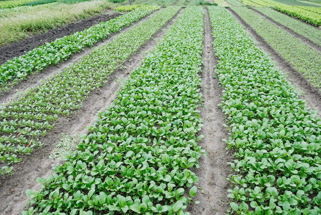 The fields of vegetables Stock Photo by ©Liufuyu 2401055