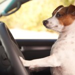 Jack Russell Terrier Dog Driving a Car Stock Photo by ©Feverpitch 2345796