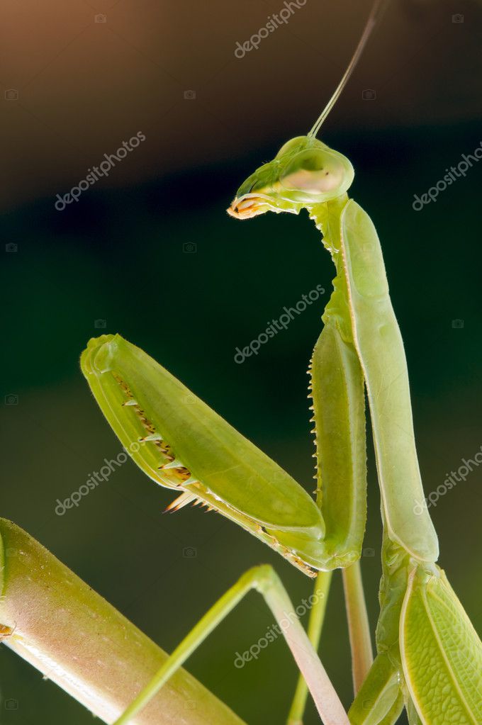 Praying Mantis Stock Photo by ©Feverpitch 2355105