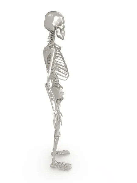 Skeleton side view — Stock Photo © aspect3d #2454565
