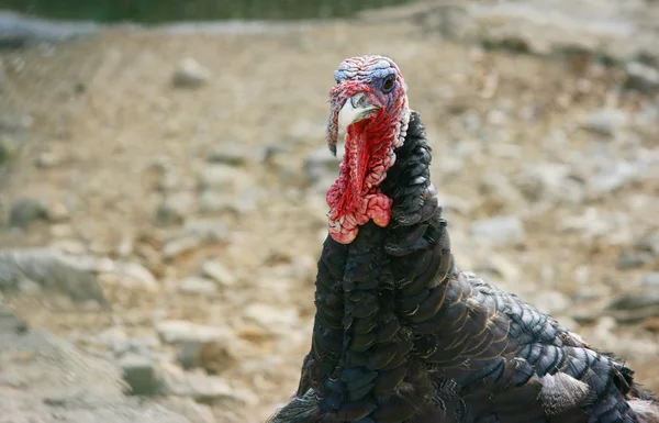 Turkey head Stock Photos, Royalty Free Turkey head Images | Depositphotos