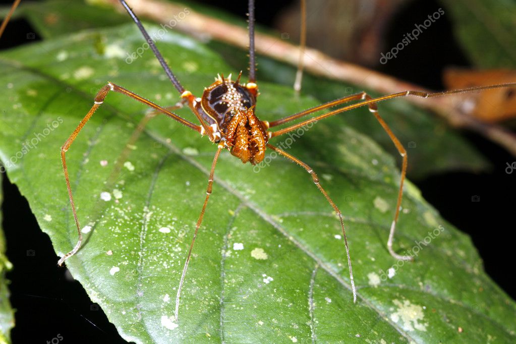 Harvestman Stock Photo by ©atelopus 2394549