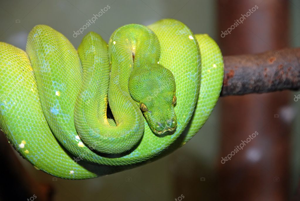 Green tree python snake ⬇ Stock Photo, Image by © mcgphoto #2425774