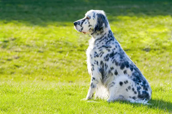 Dog with spots Stock Photos, Royalty Free Dog with spots Images ...