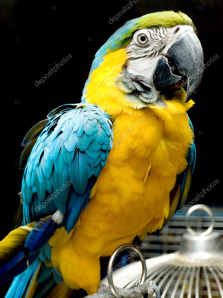 Parrot — Stock Photo © zabelin #2534114