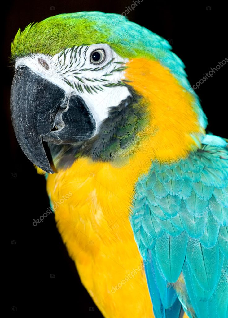 Parrot Stock Photo by ©zabelin 2534143