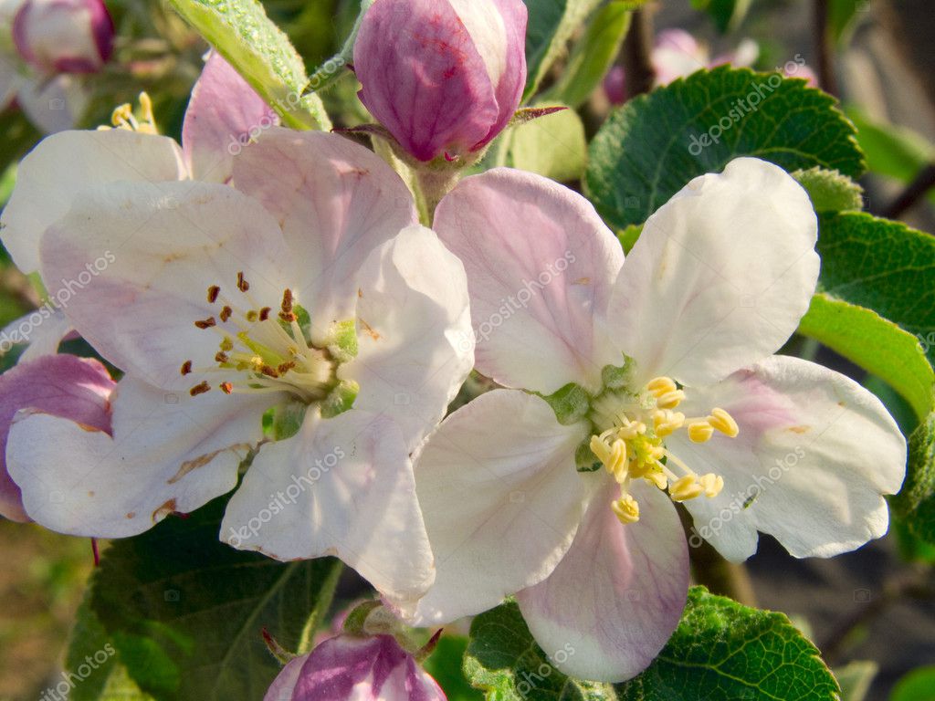 Blooming apple tree Stock Photo by ©X-etra 2419883
