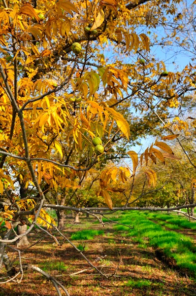 Pecan grove Stock Photos, Royalty Free Pecan grove Images | Depositphotos