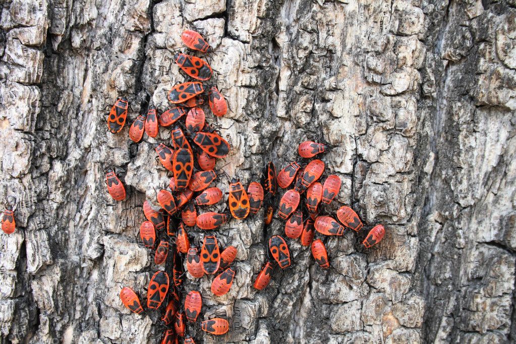Red bugs — Stock Photo © jonnysek #2494608