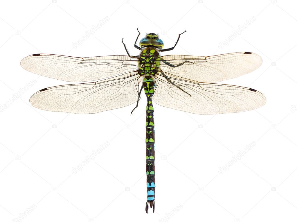 Libellule — Photo de stock par ©natlit - 2555096