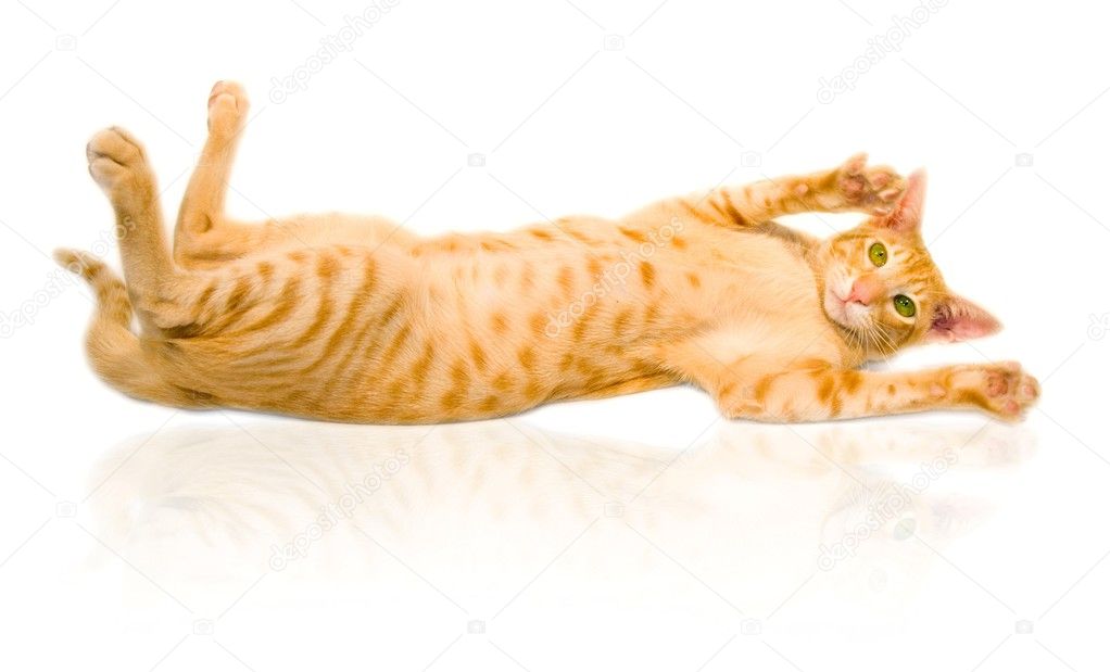 Red cat — Stock Photo © levilevi #2432435
