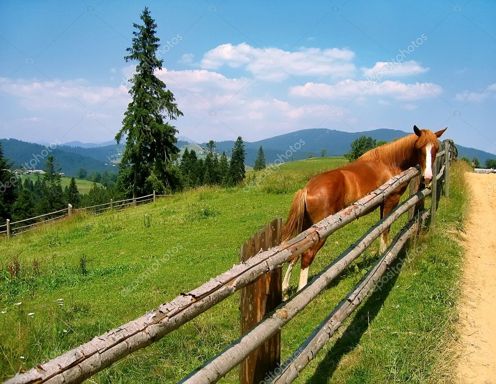 Horse, landscape — Stock Photo © VolodymyrBur #2594171