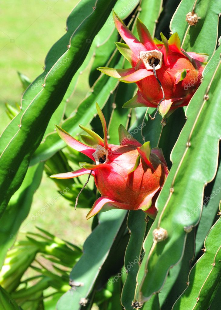 Dragon fruits plant Stock Photo by ©macky_ch 2501283