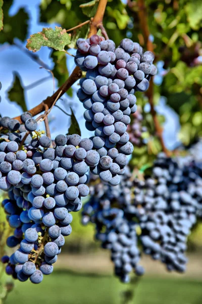 Merlot Grapes in Vineyard — Stock Photo © scamp65 #2559967