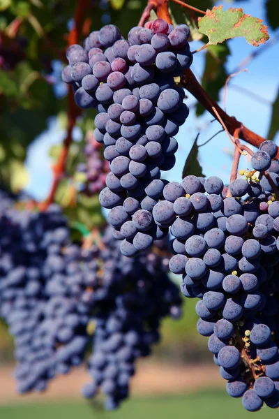 Merlot Grapes in Vineyard — Stock Photo © scamp65 #2559967