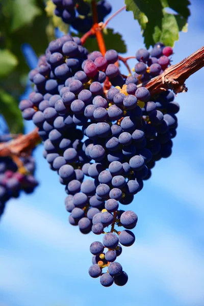 Merlot Grapes in Vineyard — Stock Photo © scamp65 #2559967