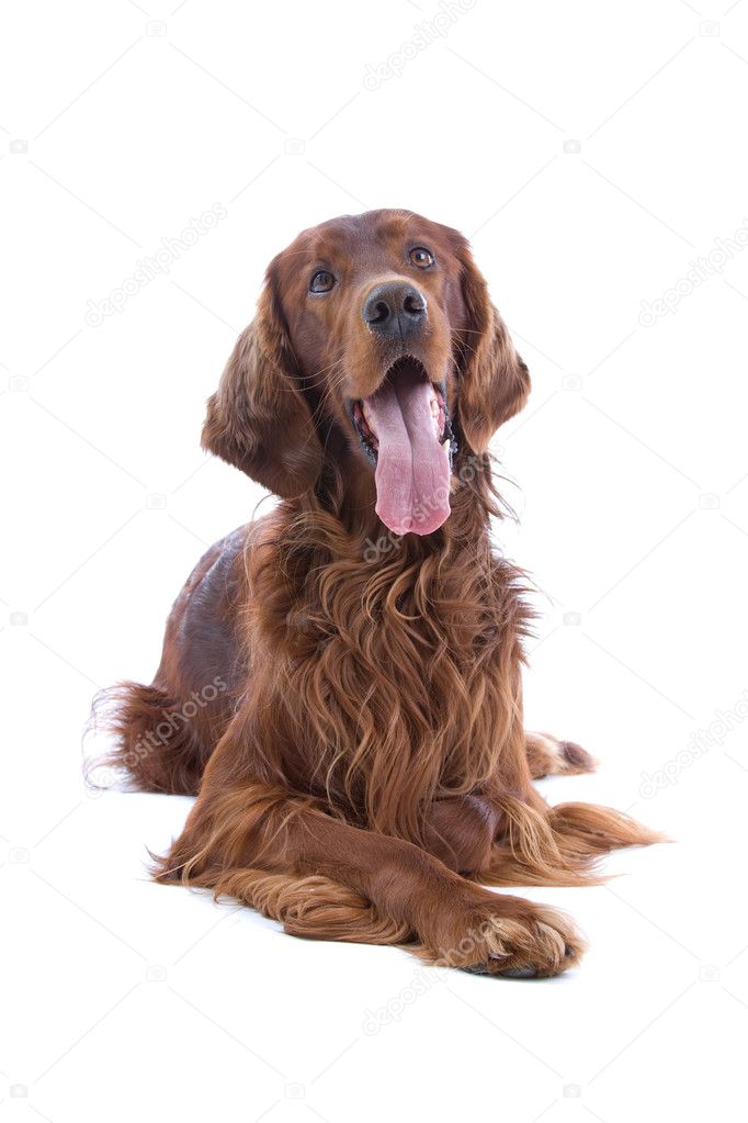 Irish Red Setter — Stock Photo © eriklam #2521252